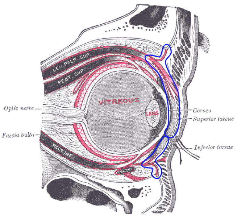 Cellulite préseptale (périorbitaire) et orbitaire - Urgence CHU Sainte ...
