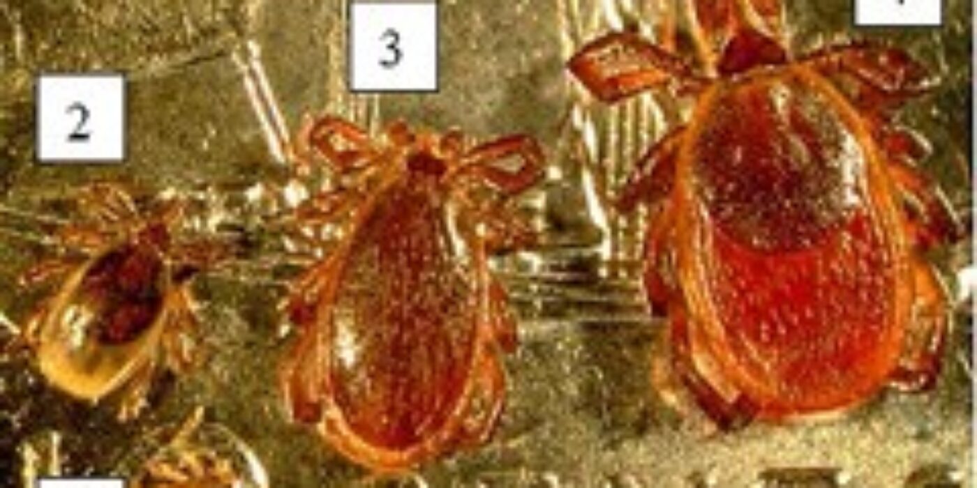 Tiques pattes noires Lyme image autorisé - Urgence CHU Sainte-Justine